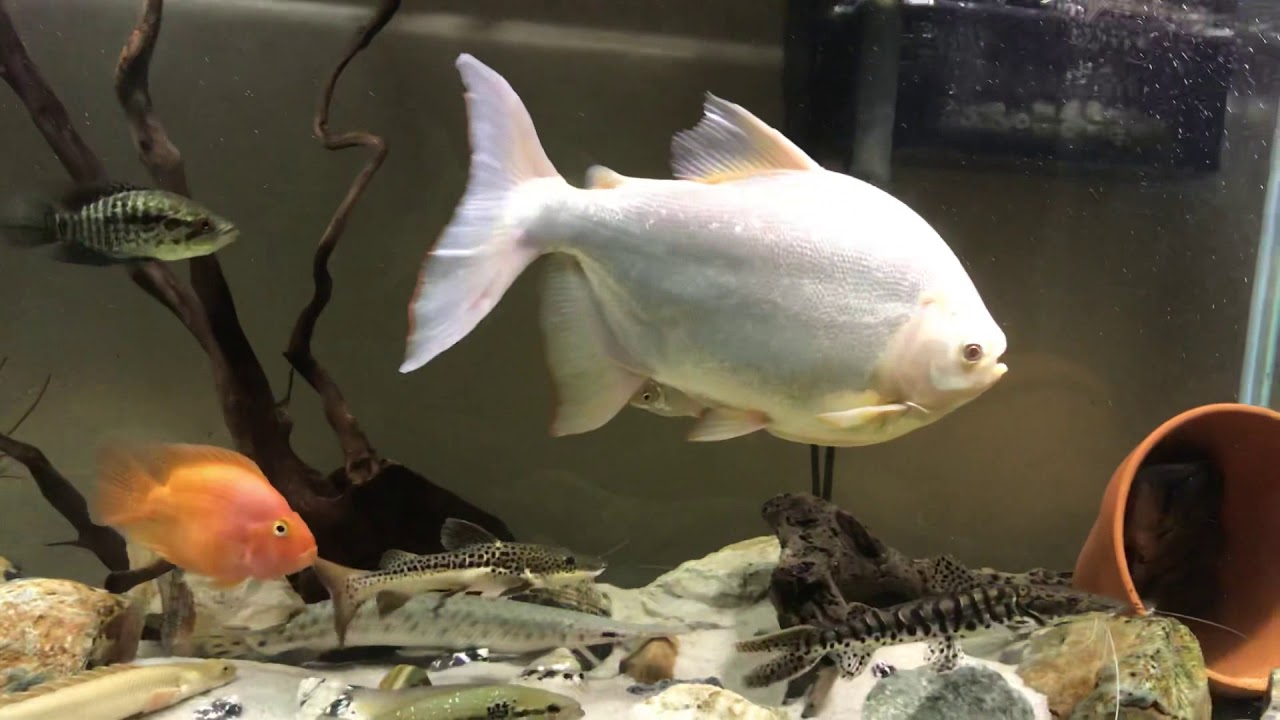 Pacu Albino , catfish redtail híbrido , tiger shovelnose, Bichir ...