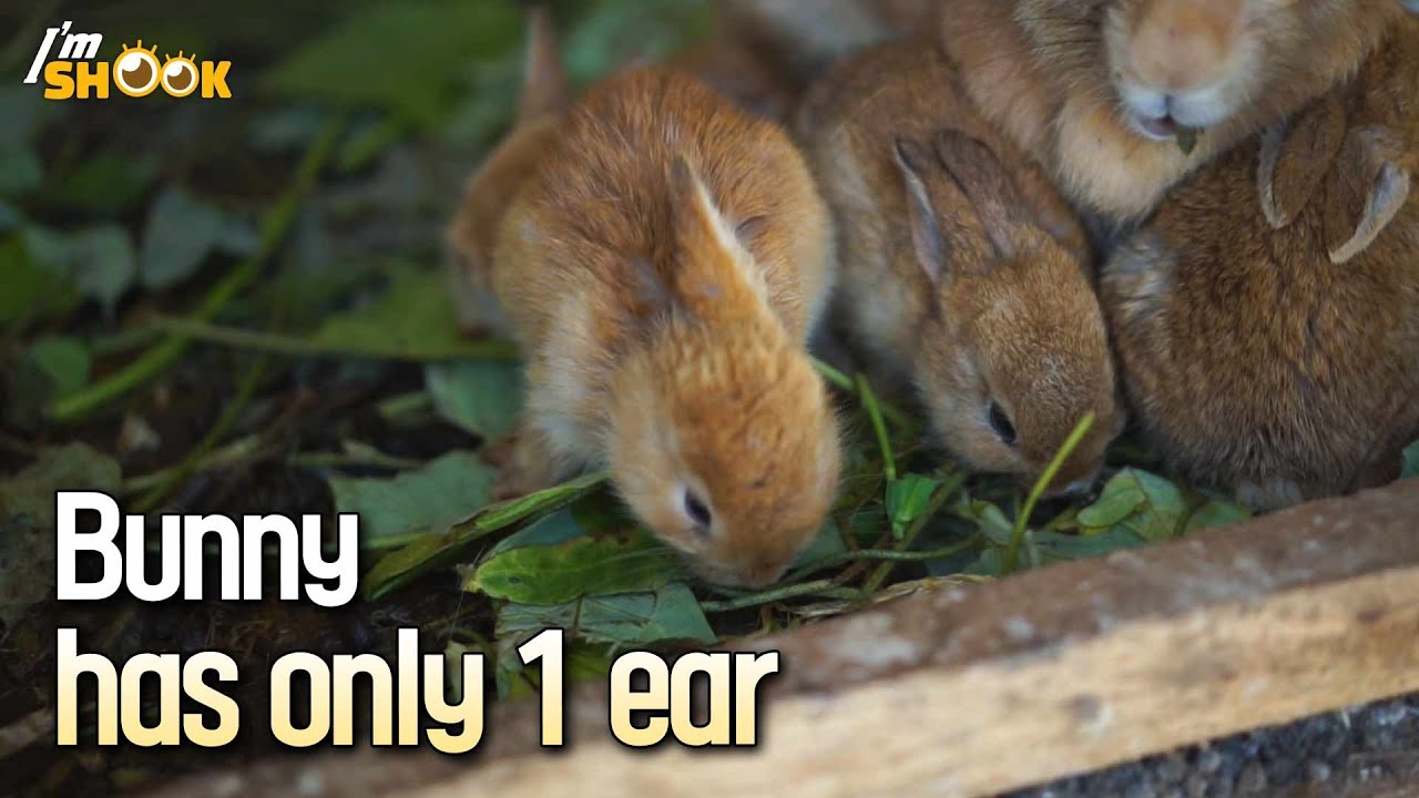Adorable Baby Bunny Only Has One Ear - YouTube