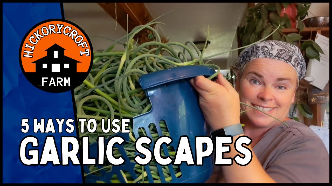 Five Ways to use Garlic Scapes (Cooking With Garlic) Garlic Scape ...