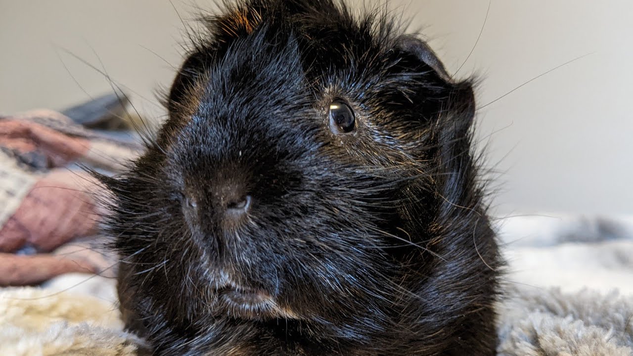 Scruffy The Guinea Pig - YouTube