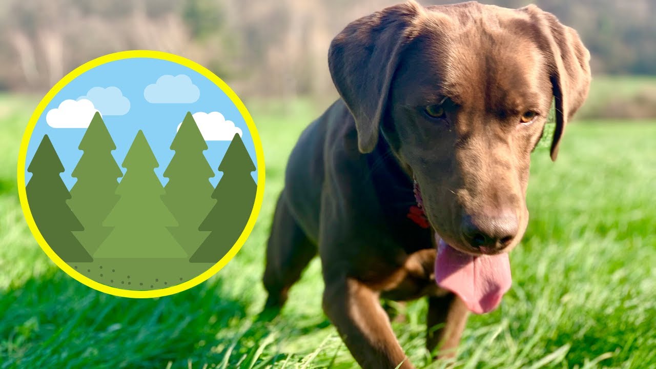 Chocolate Labrador Retriever Running Happily in the Forest - YouTube
