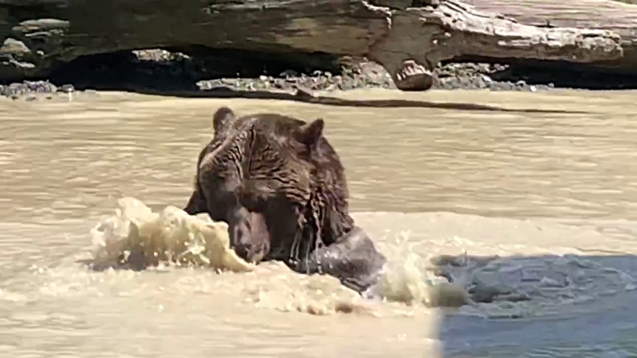 Leo Bear with his favorite toy. - YouTube