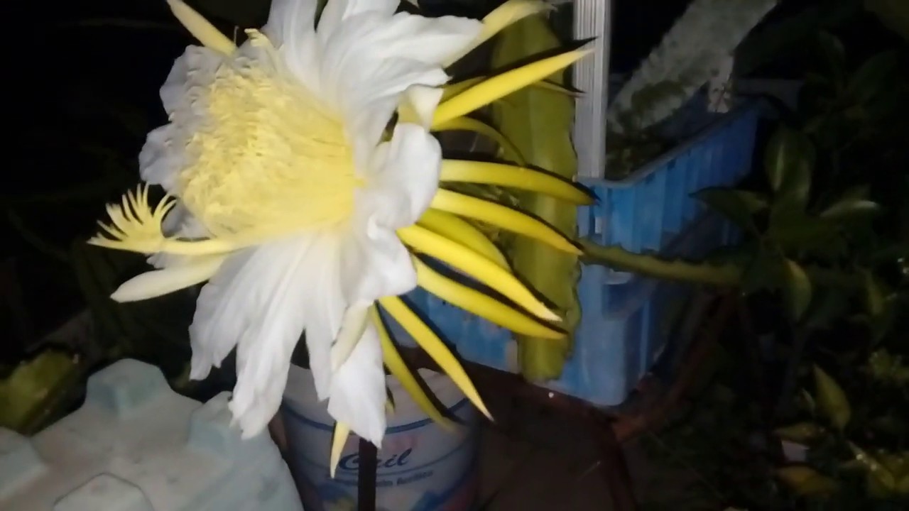 Flor da pitaya Casca Rosa. Eita pitaya preguiçosa kkk - YouTube