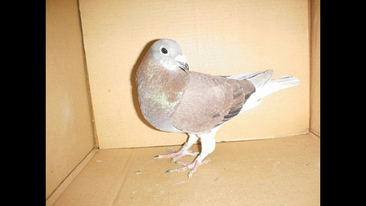 sion racing pigeons Sions 赛鸽赛鸽 - YouTube