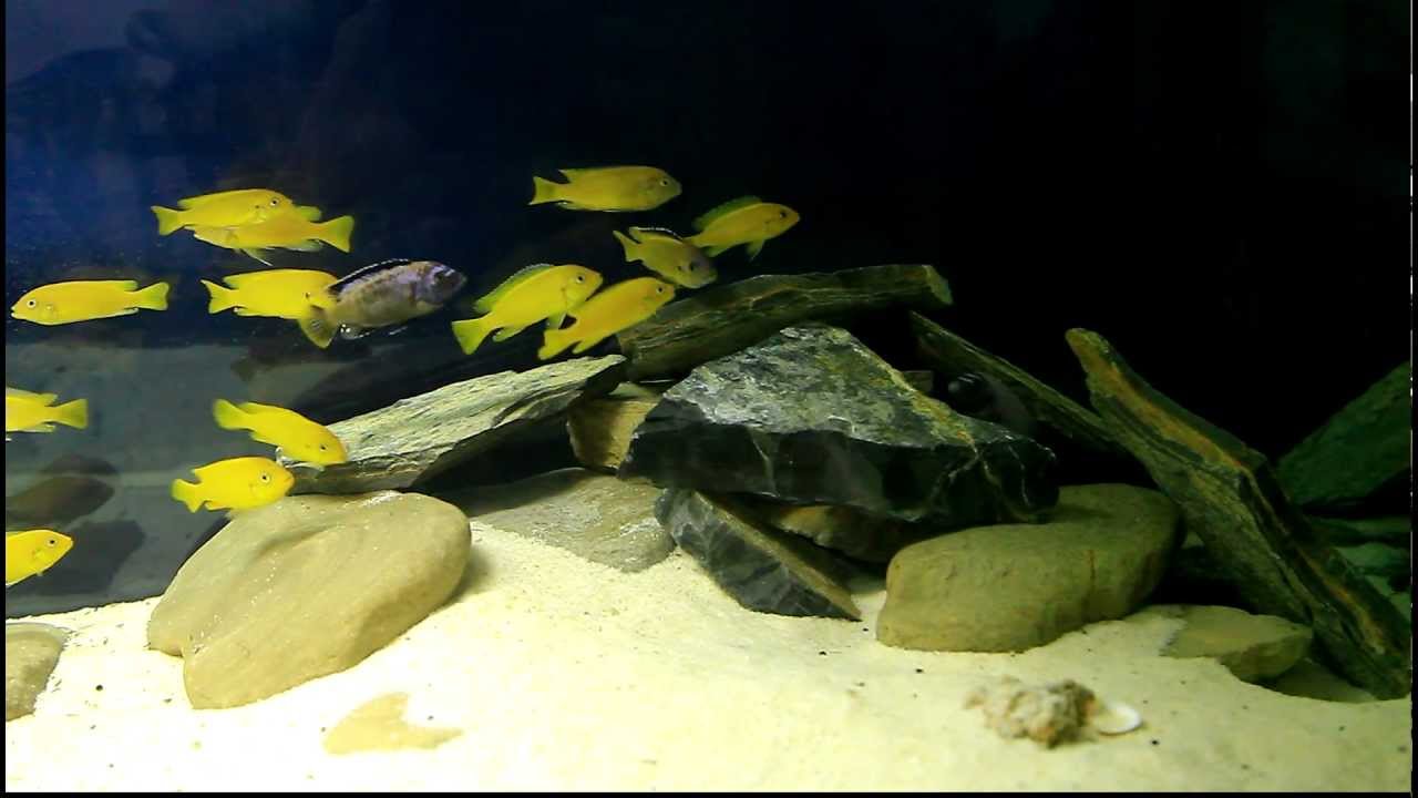 Msobo magunga & membe deep maingano (Babür Alimov) 3 - YouTube