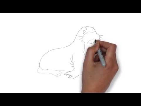 как нарисовать моржа,how to draw a walrus,cómo dibujar una morsa ...