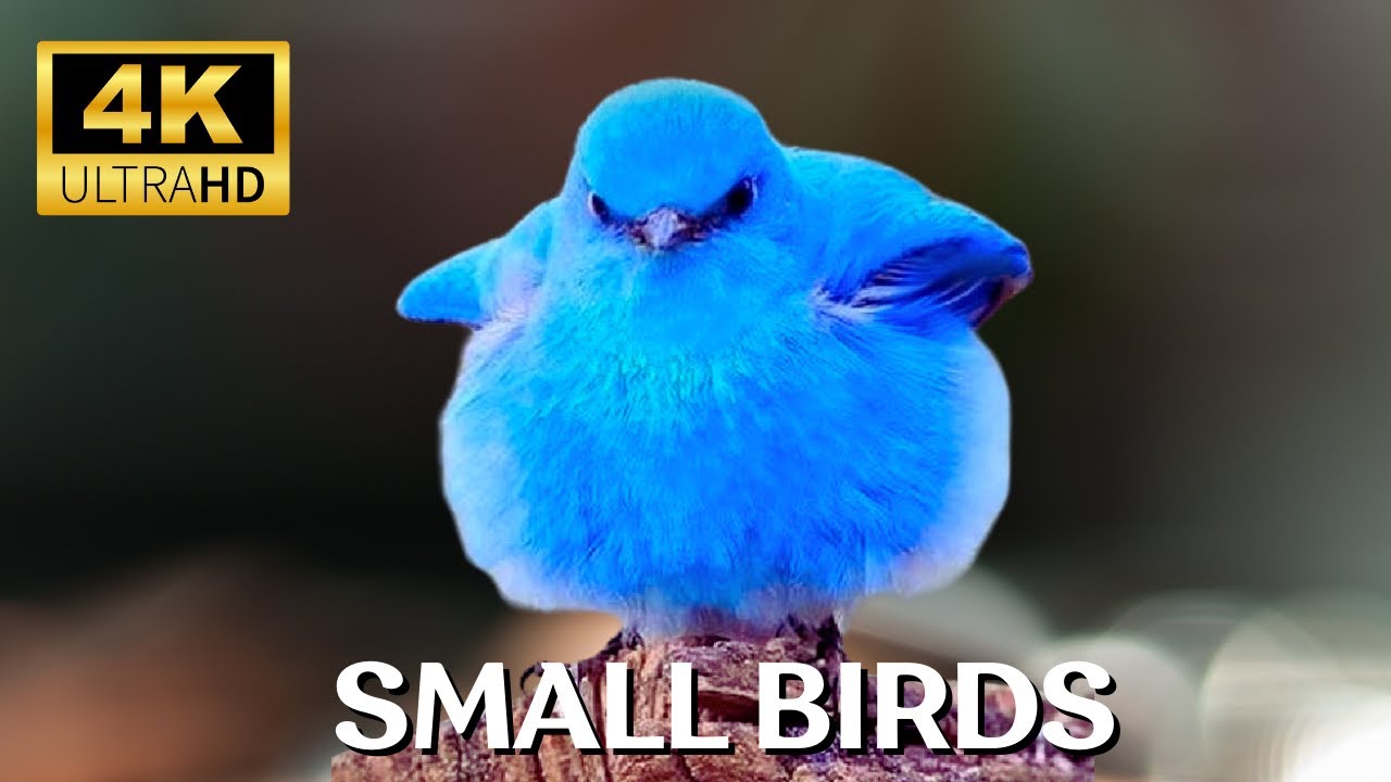 The Most Beautiful Small BIRDS with Names and Sounds - YouTube