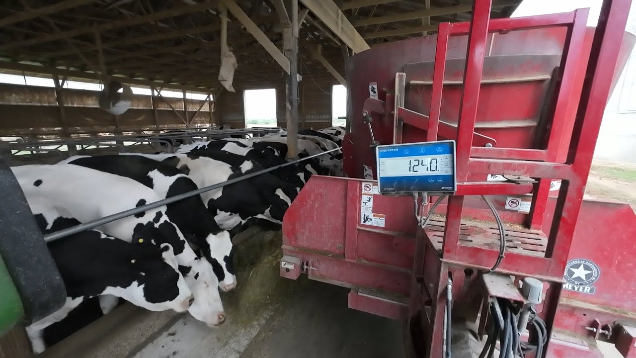 Final Feeding the Old Way | 10th Generation Dairyman | The Content Farm