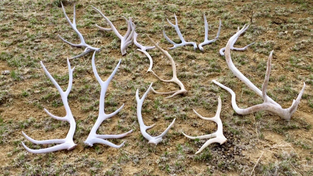 Shed Hunt: FREAK BULL SHED! - YouTube