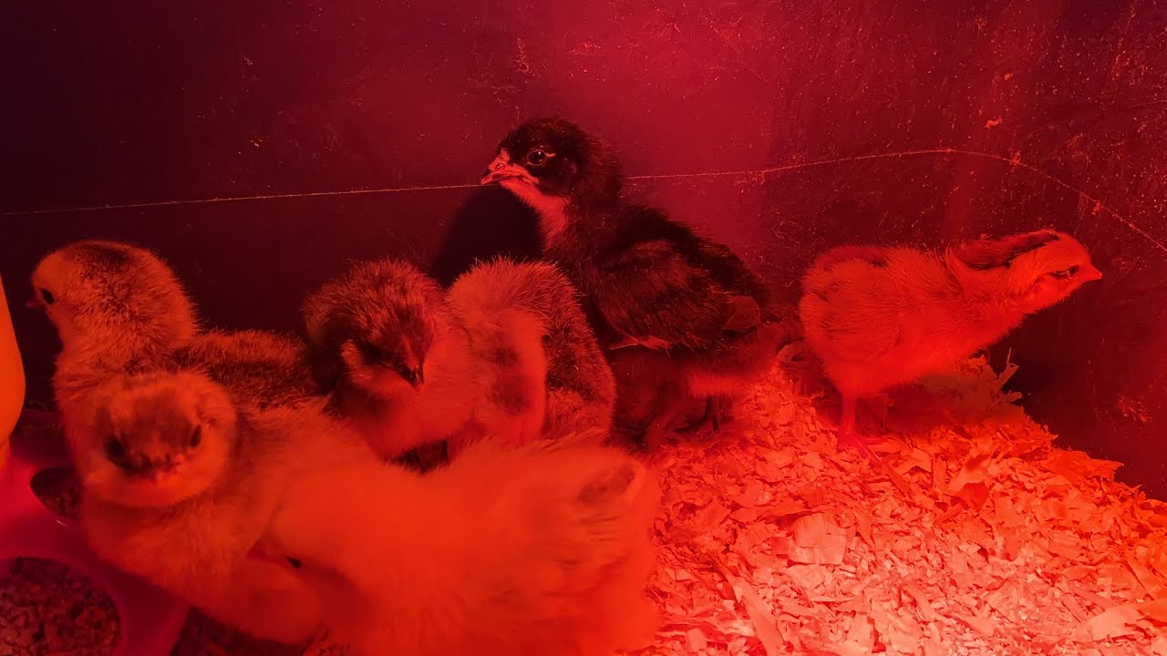 All 7 chickens - YouTube
