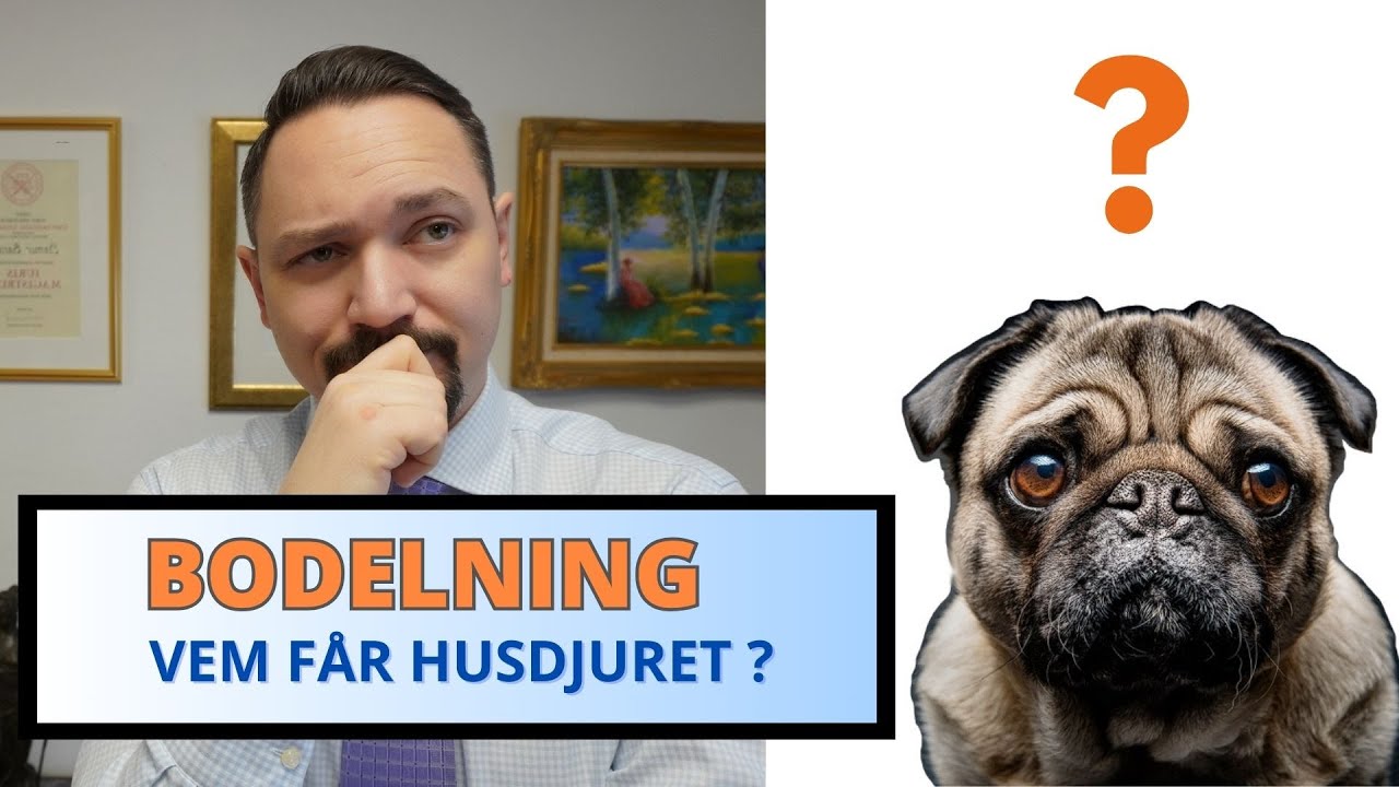 Vem får husdjuret vid en bodelning? - YouTube