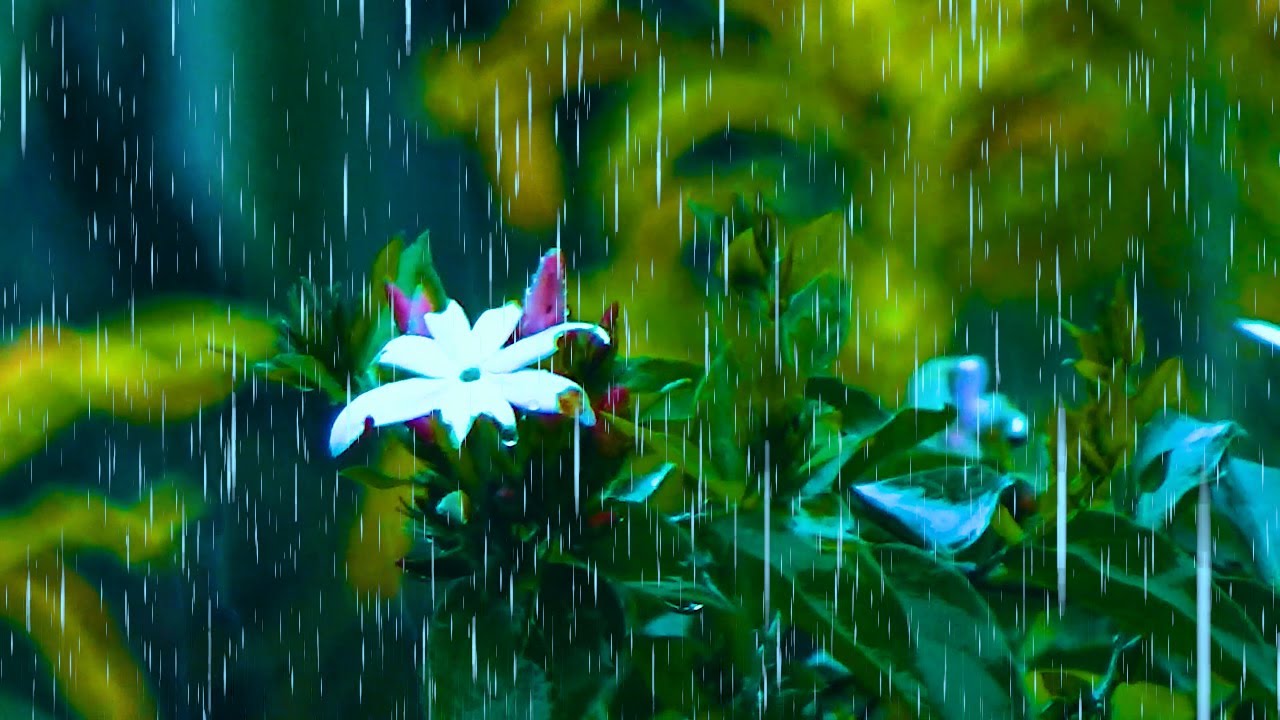 Rain Falling on Flowers | Gentle Rain Sounds Without Thunder To Sleep ...