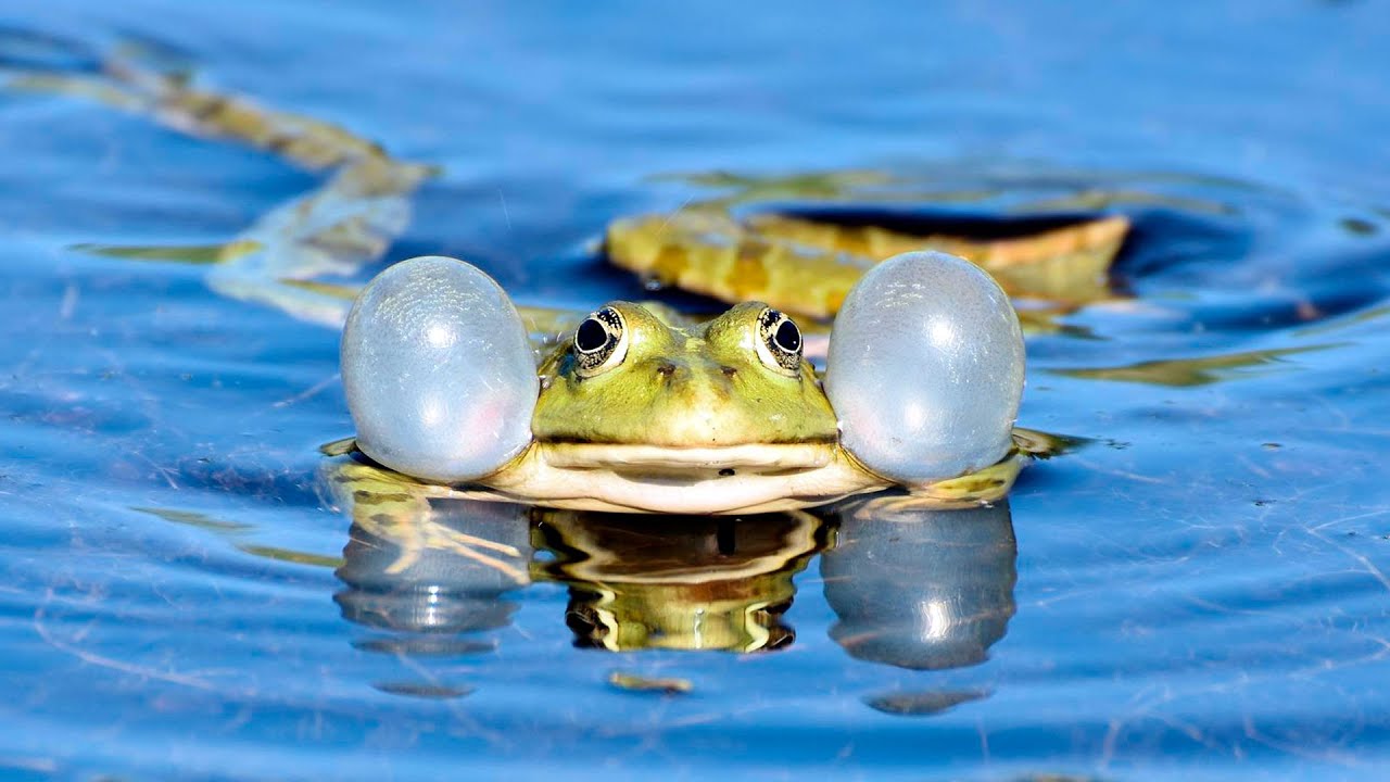 Screaming Frog. Amazing frog video. Natural sound. Frog croaking - YouTube
