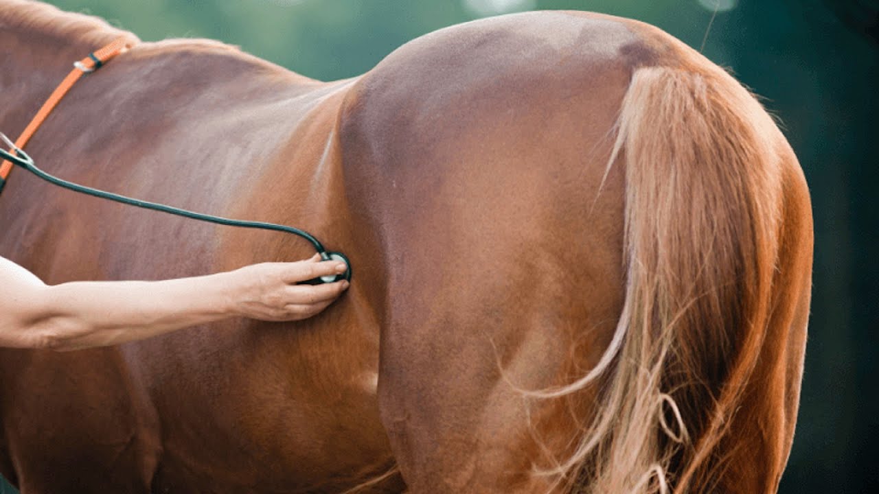 Horse Pregnancy 101: Signs, Stages, and Care - YouTube