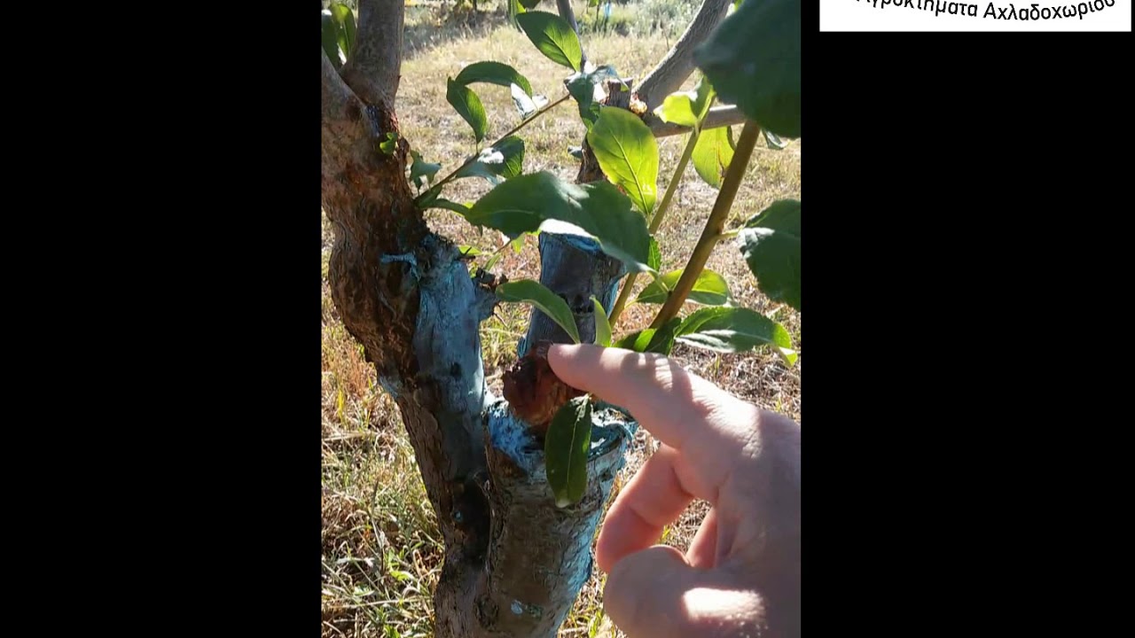 Αλλαγή ποικιλίας (εμβολιασμός) δαμασκηνιάς με καλέμι και μάτι ...