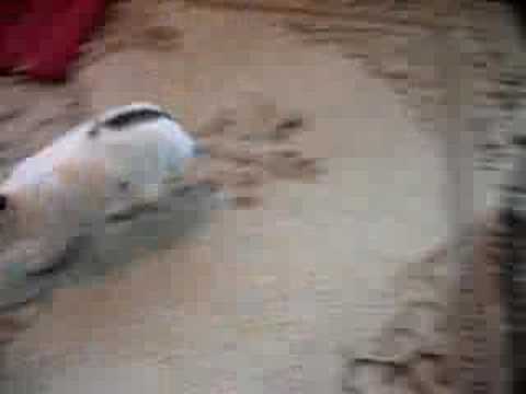 Adopt Martin Rabbit (after Amputation Surgery) - YouTube