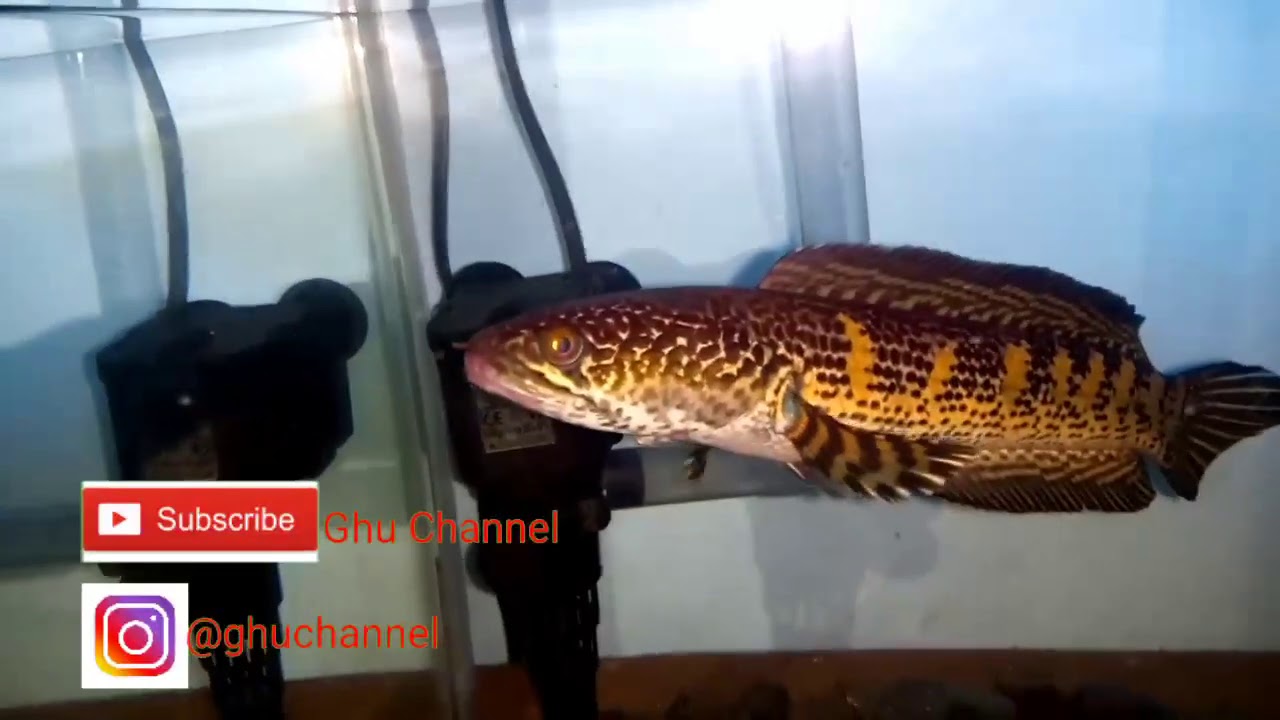 Ikan Gabus India | Ikan Kutuk India | Ikan hias chana auranti | fish ...