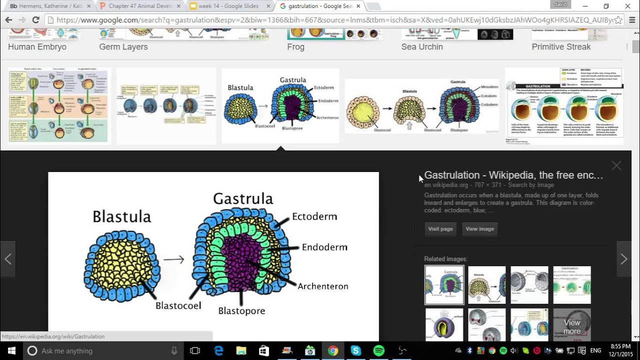 Animal Development and Regulation of Gene Expression - YouTube