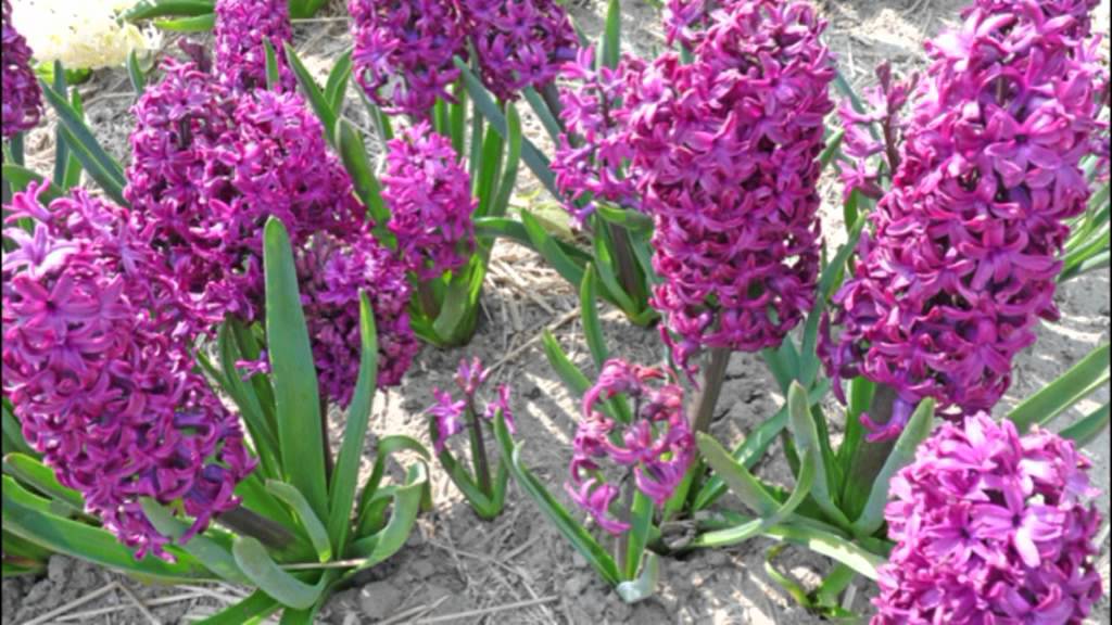 Hortus Bulborum Limmen Historical garden hyacinths Jardin Historique ...