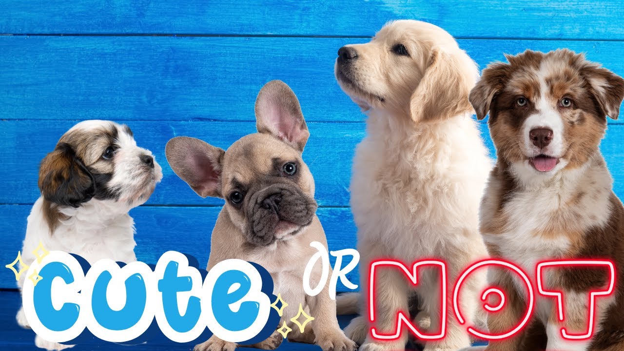 Playing With Teddy - Puppies - Cute or Not - Dogs - Cute Dogs - Cute ...
