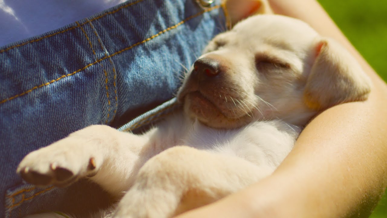 Nap it Up (Music Video) Featuring: Lil Pup Pup - YouTube