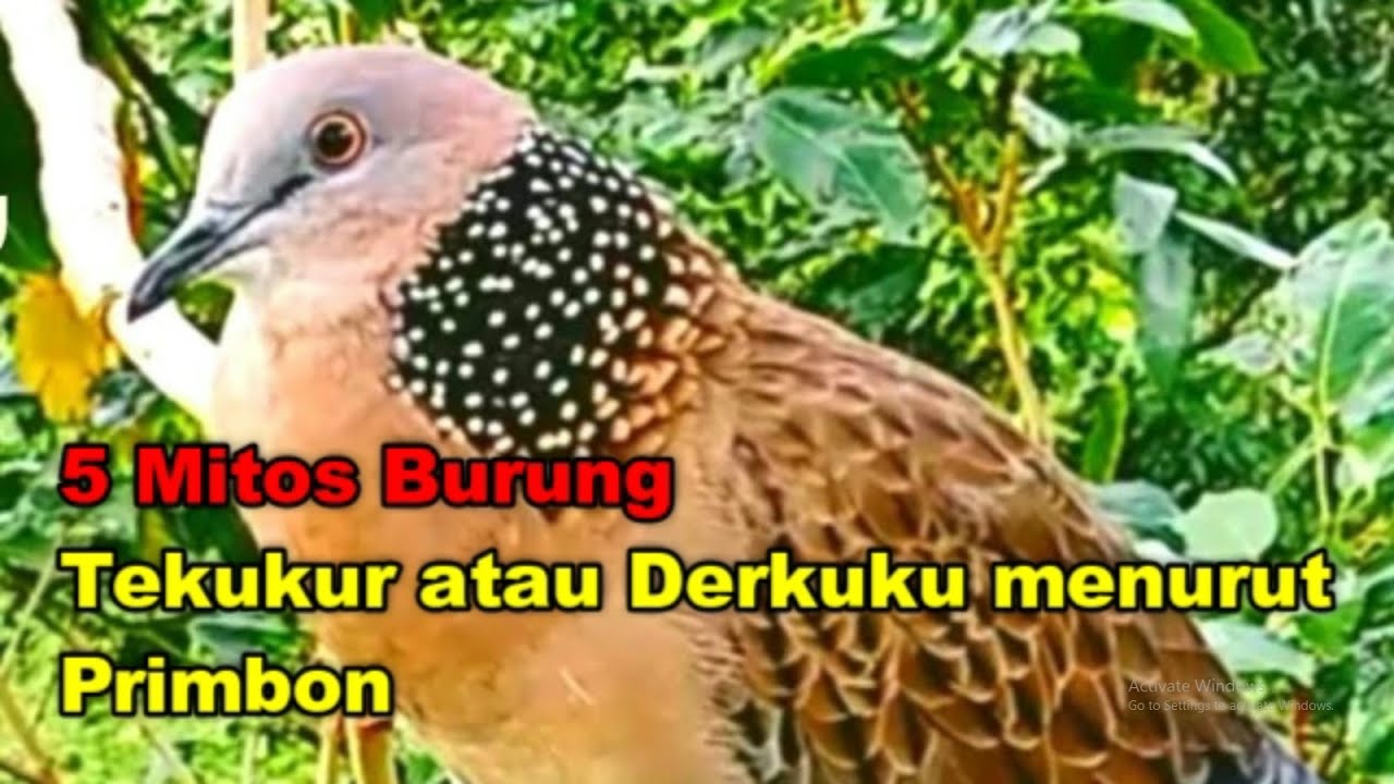 5 Mitos Burung Tekukur atau Derkuku menurut Primbon - YouTube