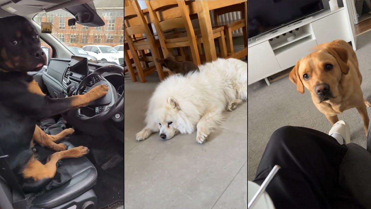 That's not a dog, that's a human - YouTube
