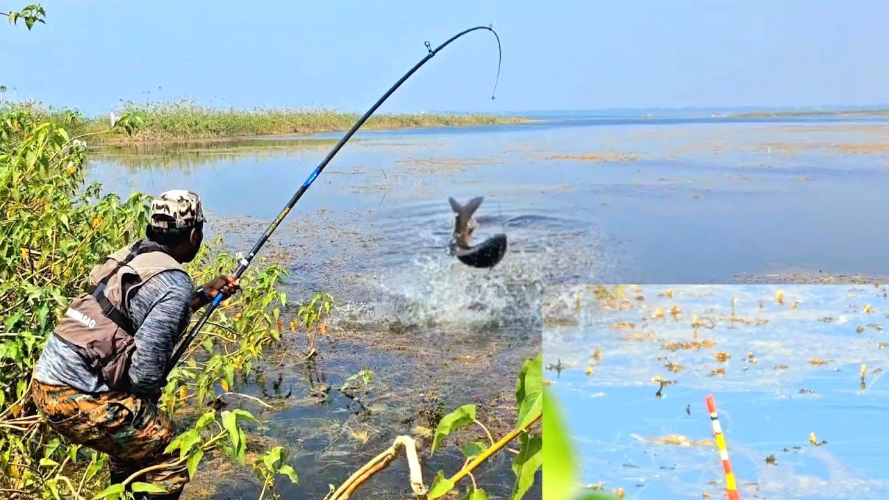 Telugu Fishing Techniques | Amazing Fishing Video | Big Rohu Fish ...