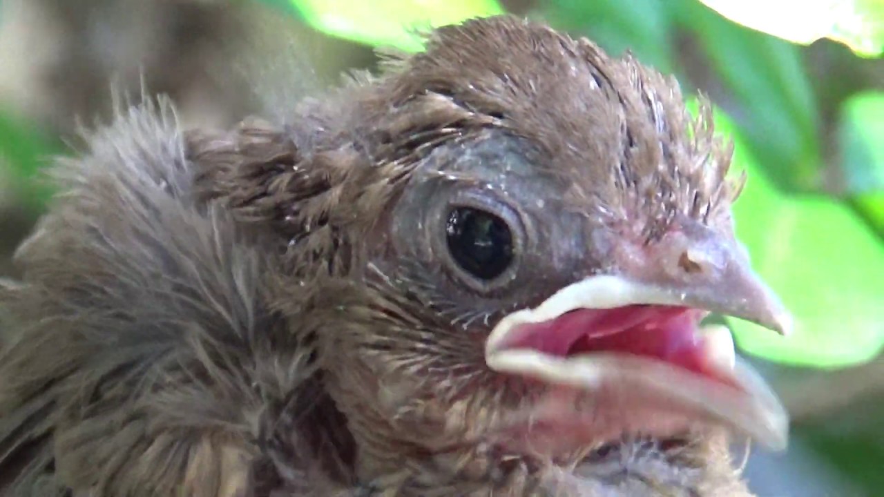 Flight lessons with Peep - YouTube