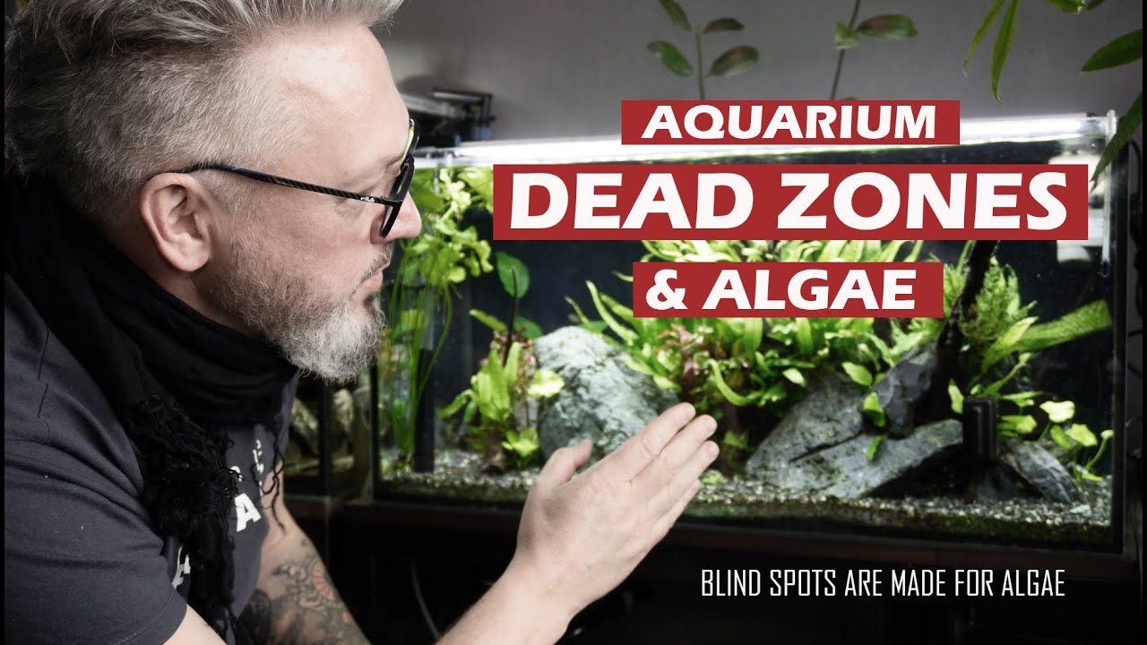 DEAD ZONES & ALGAE - YouTube
