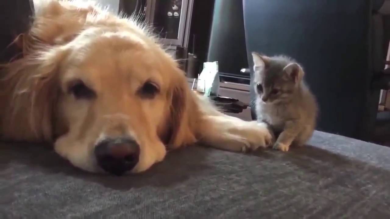 Adorable Dog and a little Cat - YouTube