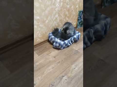 JUPITER The Cat Brings The Balls In His New Relaxing Box To Play There ...