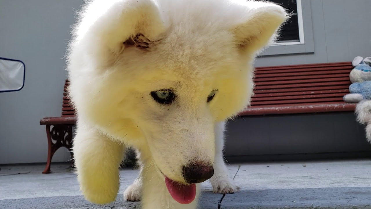 Malamute, Husky Puppy, Wolf Dog & Chinese Yorkie Poo Zoomies & Swimming ...