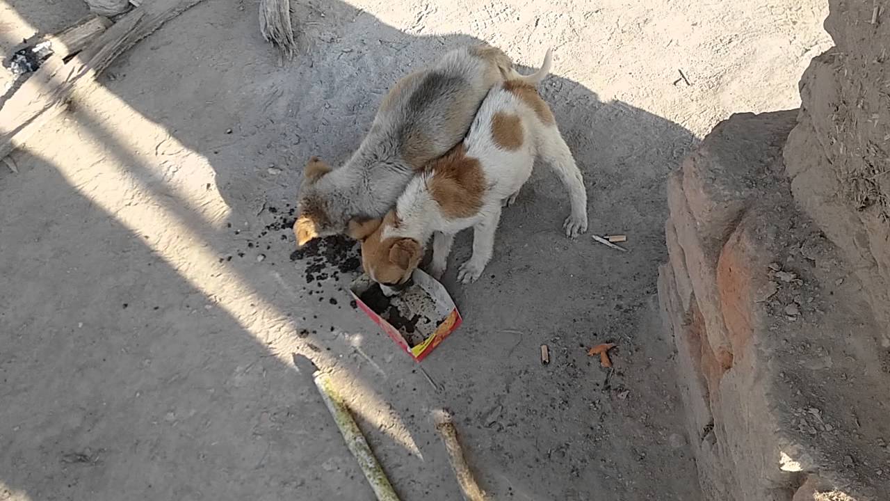 Dog fight in khan bela Pakistan - YouTube