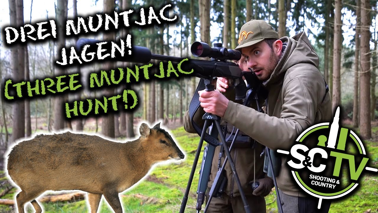 S&C TV | 3 muntjac deer hunt | Deer management with Chris Rogers 21 - YouTube