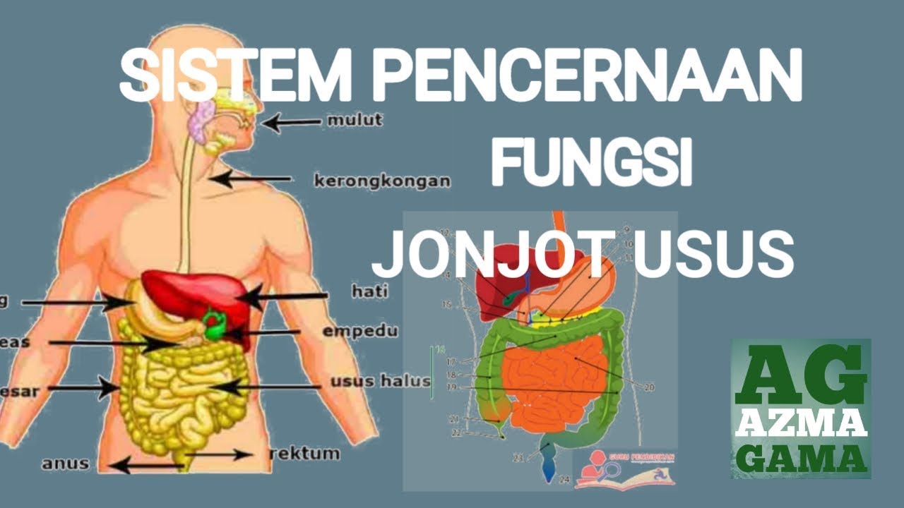 FUNGSI JONJOT USUS - YouTube