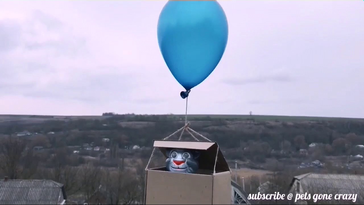 My Talking Tom real life | pet's cutest movements | real talking tom ...