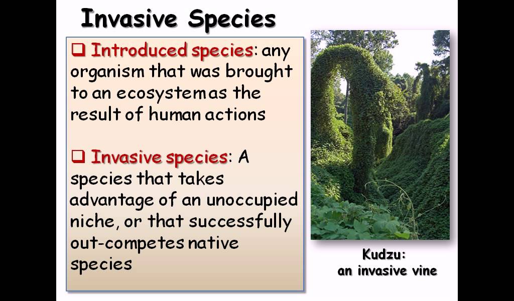 Introduced Species Definition
