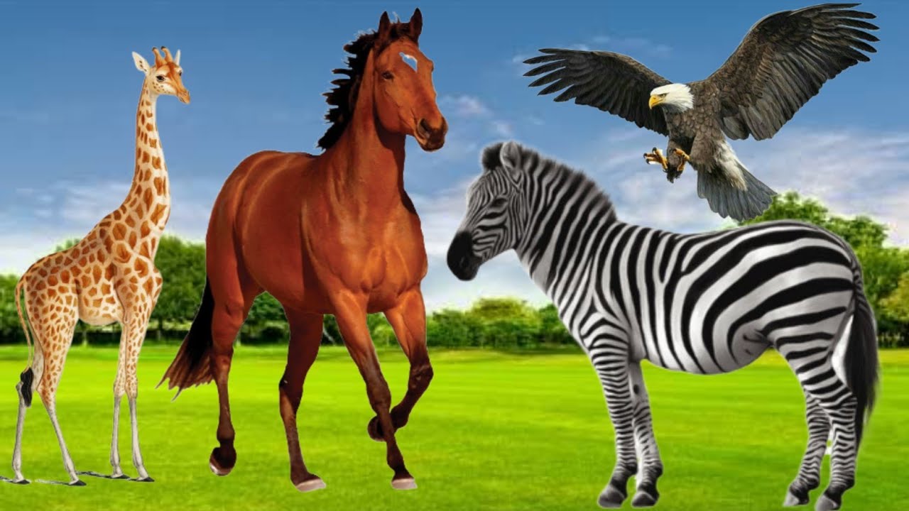 Animal Sounds for Children (75 Amazing Animals) - YouTube
