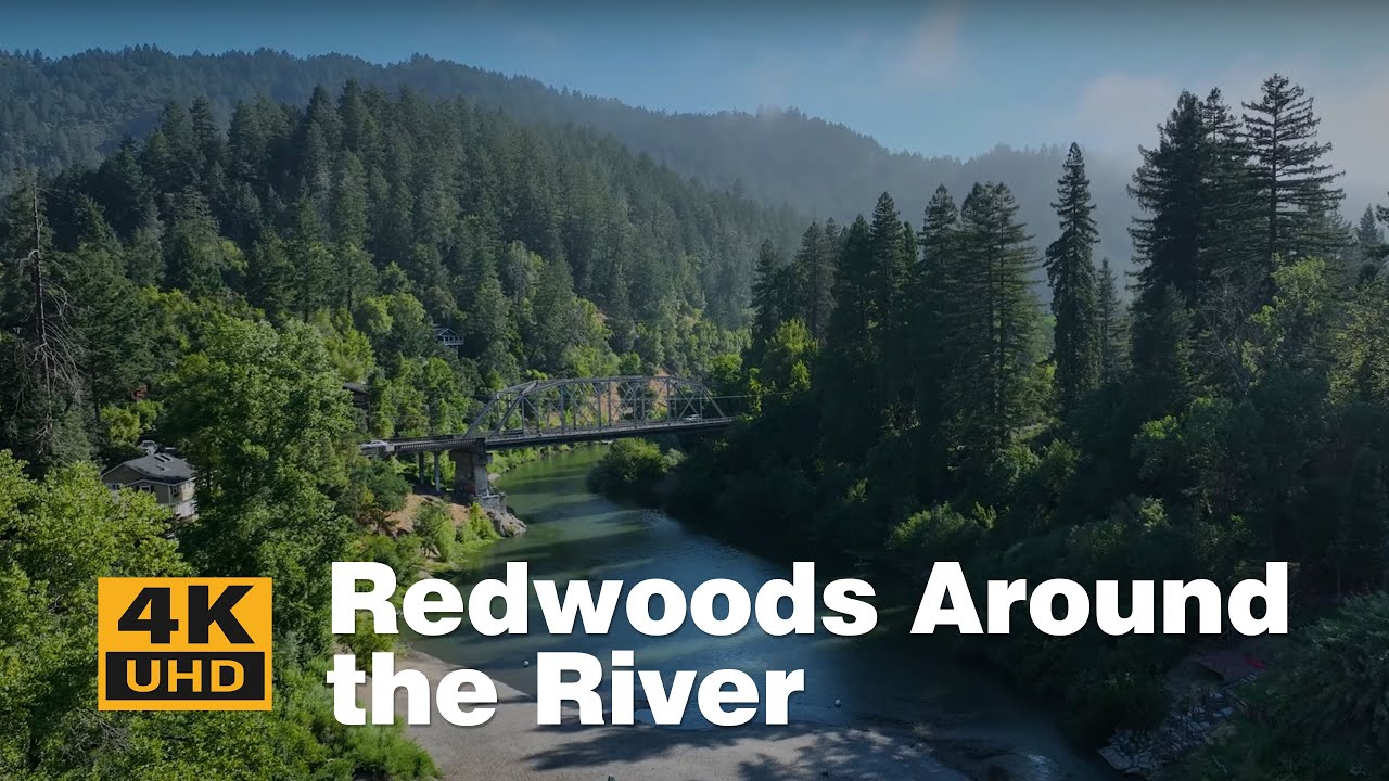 Fly above the Redwoods. Journey over Redwoods Forest and River. A Calm ...