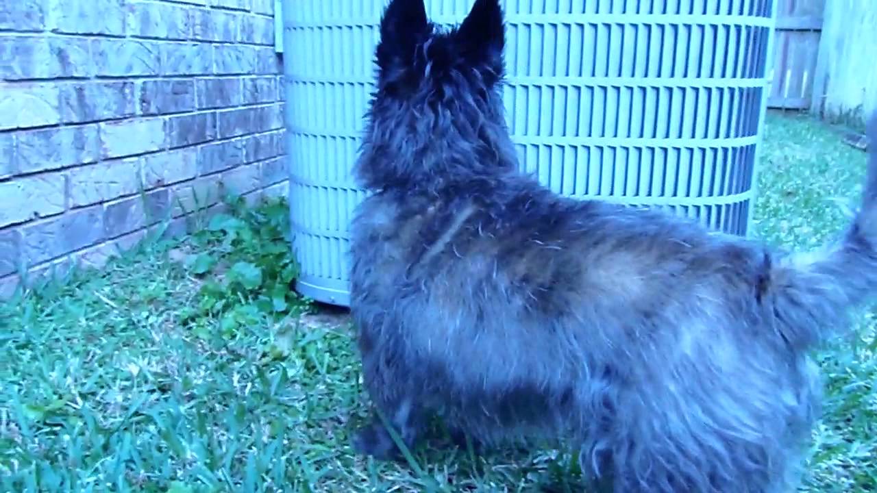 Foster Niles - YouTube