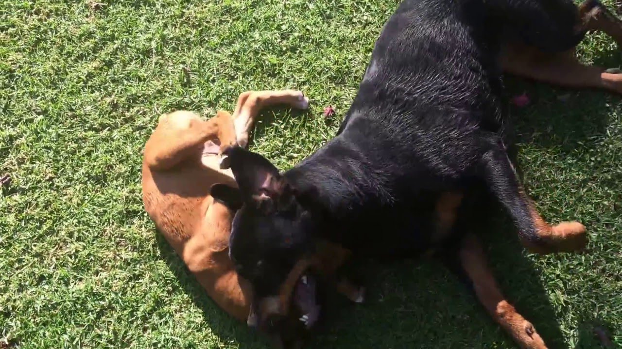 Rottweiler and Boxer puppy playing - YouTube