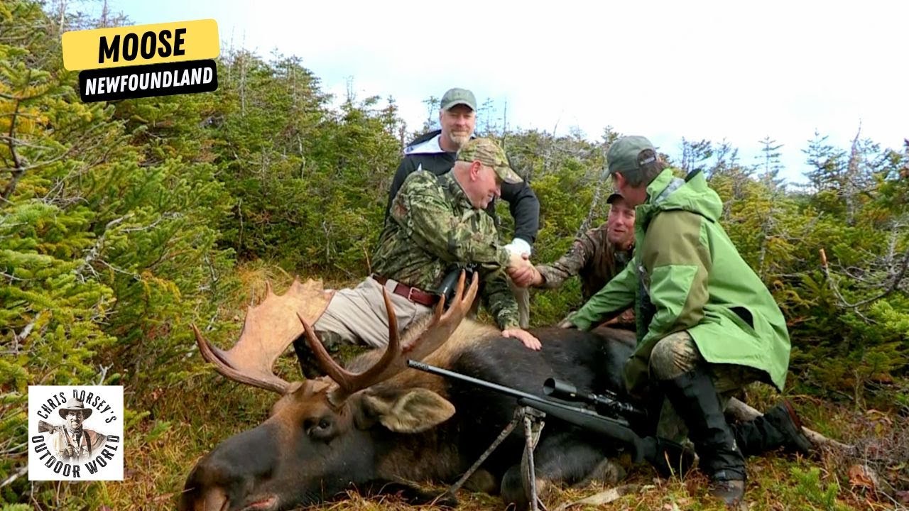 Newfoundland Moose Hunt on Borrowed Time - YouTube