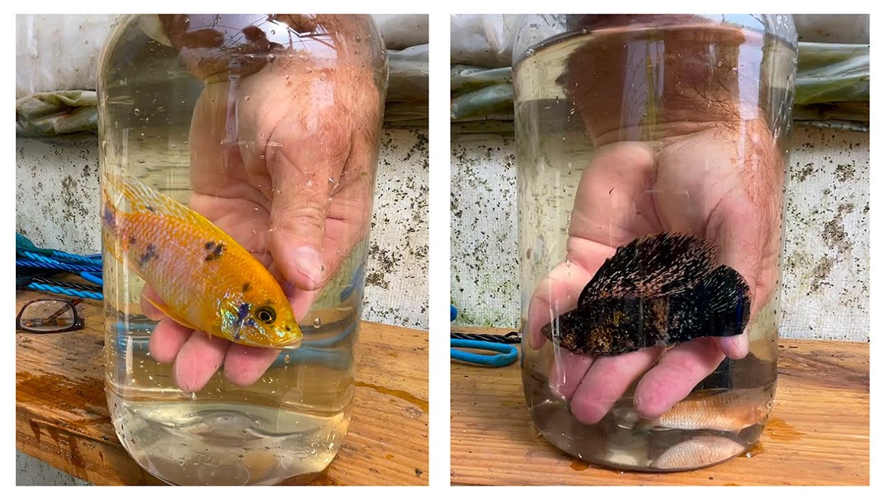 Breeder Selection | Canary OB Peacocks & Bronze Sailfin Mollies ...