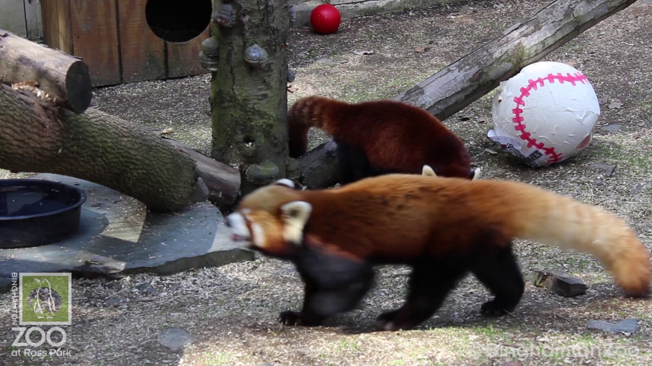 Play Ball! Binghamton Rumble Ponies Enrichment - YouTube