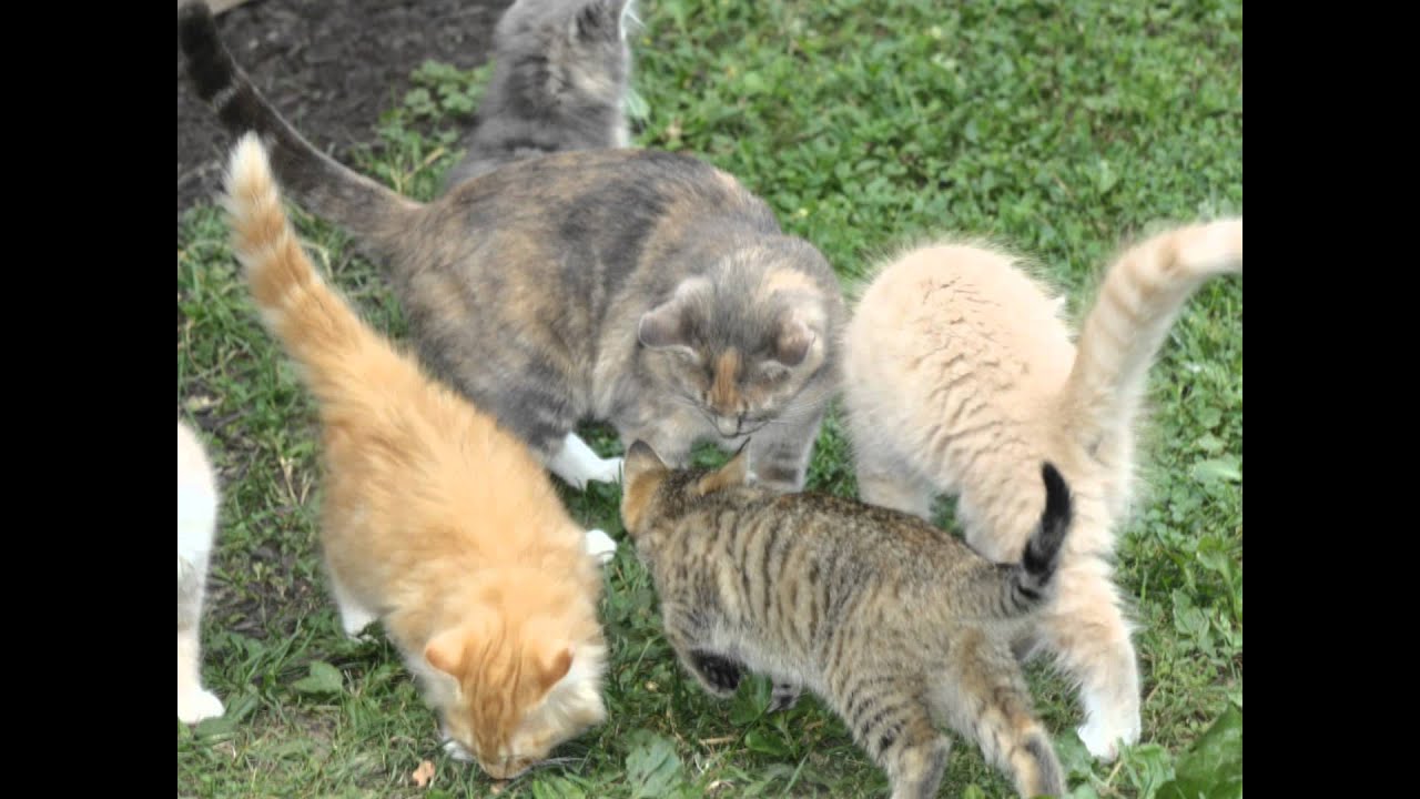 A Cat's Life on the Farm - YouTube