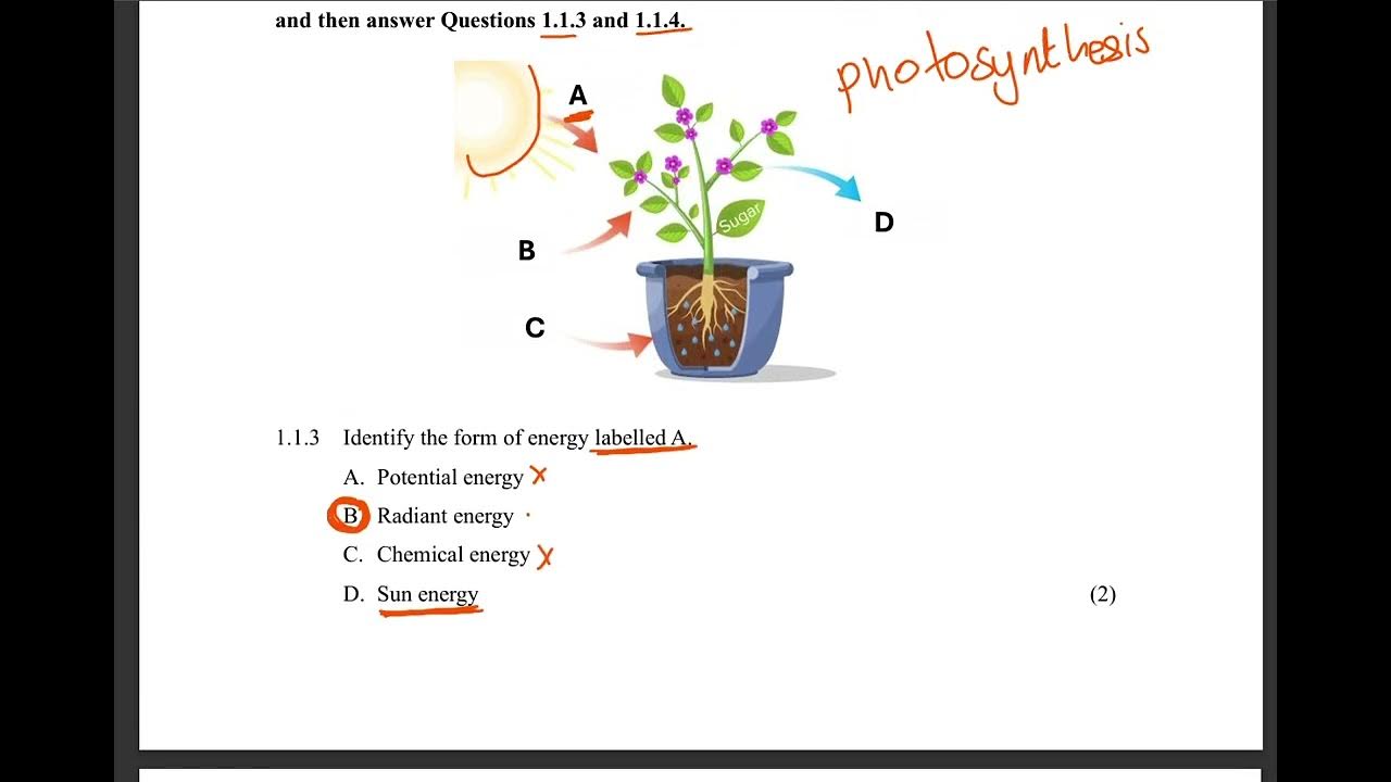 Grade 8: PHOTOSYNTHESIS & CELLULAR RESPIRATION TEST & Answers | Natural ...