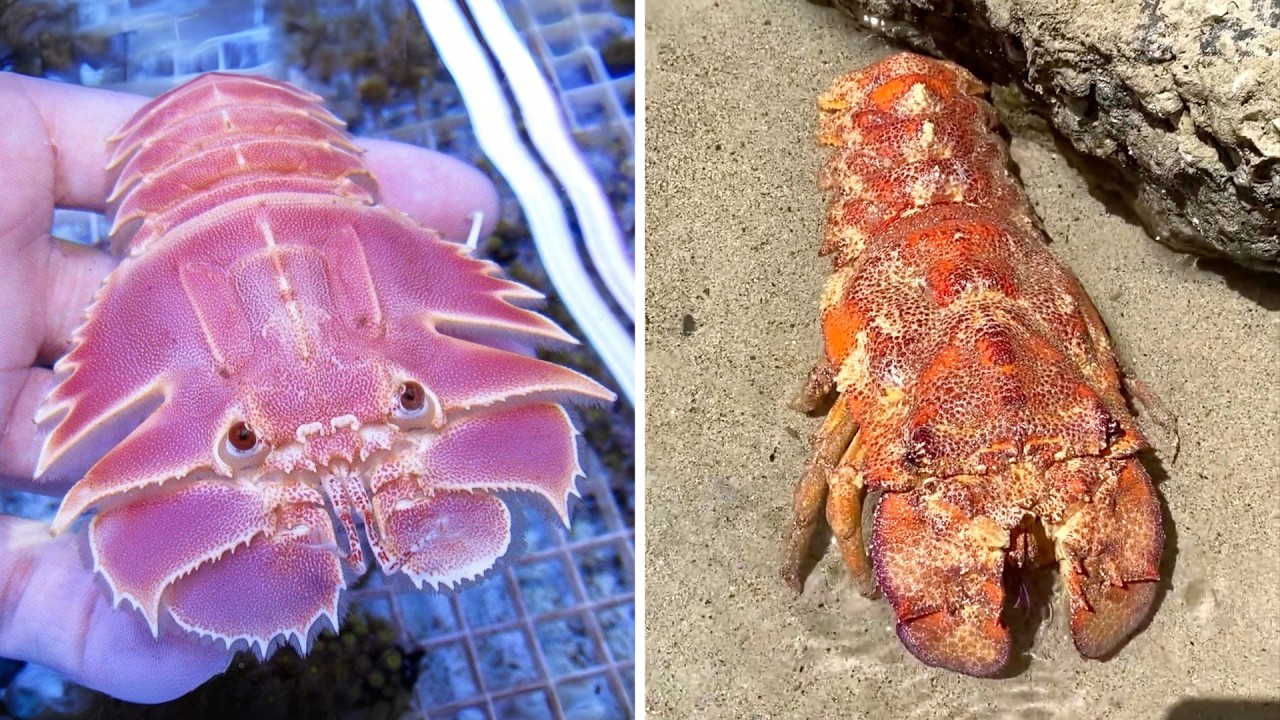 Caribbean Slipper Lobster Slipper Lobster Wikipedia