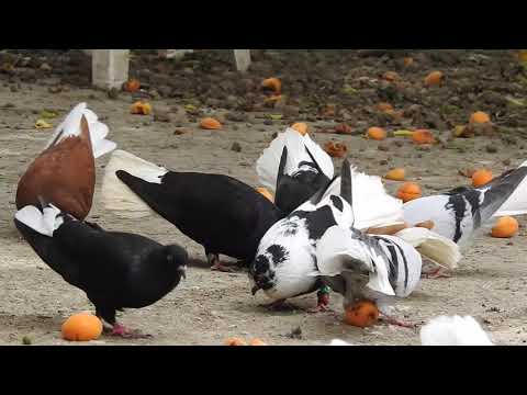 Bereketli topraklarda gümüş kuyruk güvercinler.