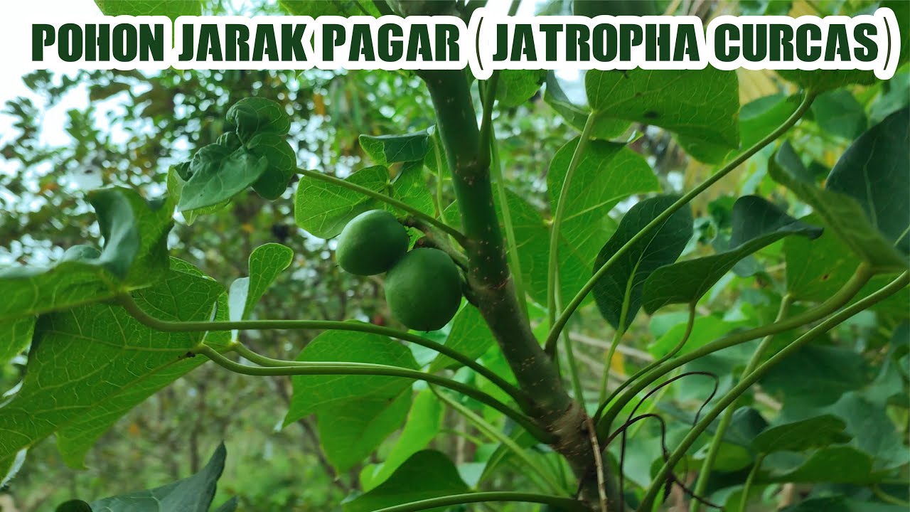 Pohon Jarak Pagar (Jatropha curcas) dikenal Sebagai Bahan Pengobatan ...